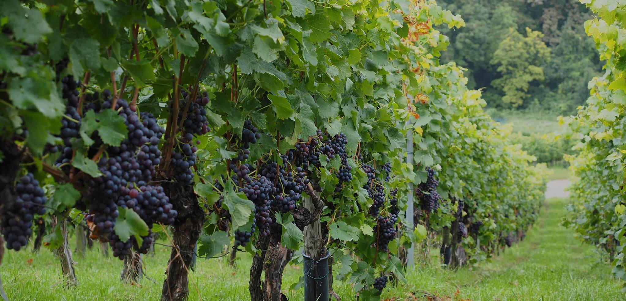 Une agriculture respectueuse et des produits naturels - Domaine Mastric